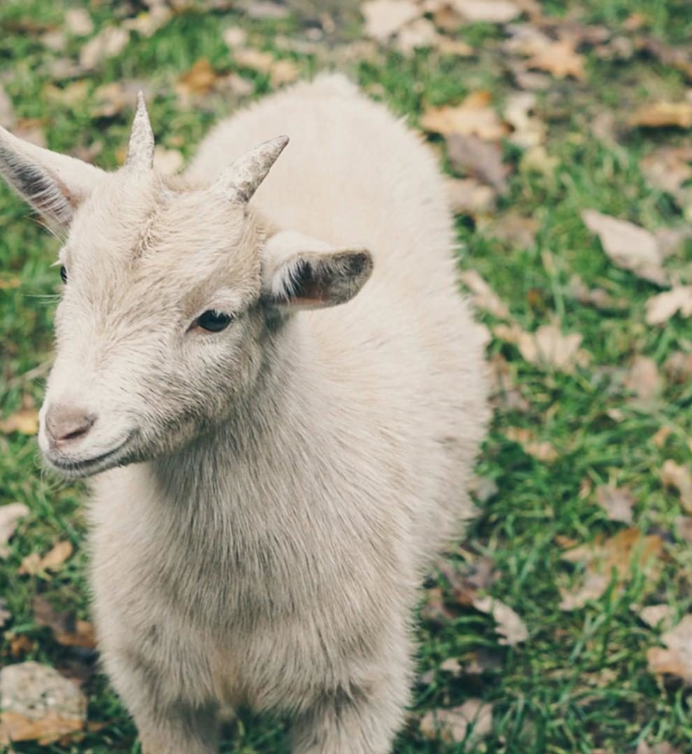 Parson Green Pet Farm | Ballykisteen Golf Hotel